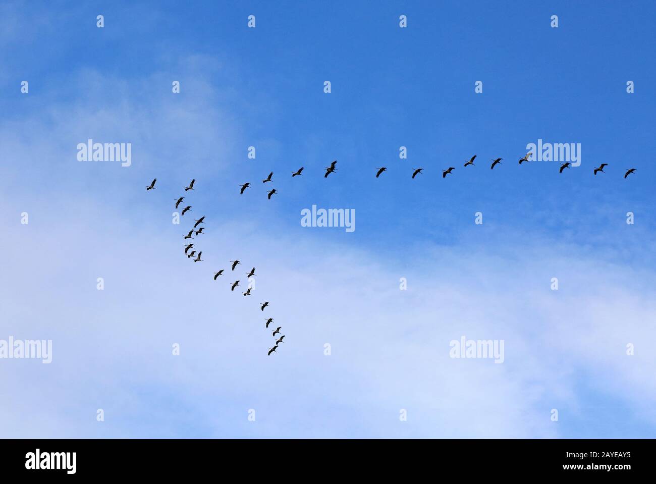 Migratory birds formation hi-res stock photography and images - Alamy