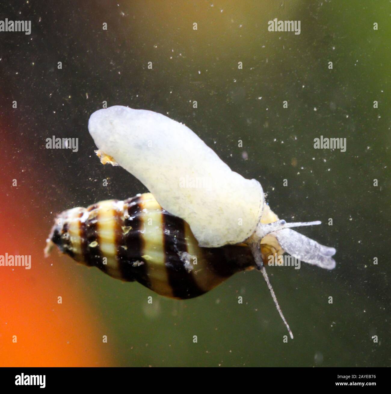 this is a Robber snail (Clea Helena Stock Photo - Alamy