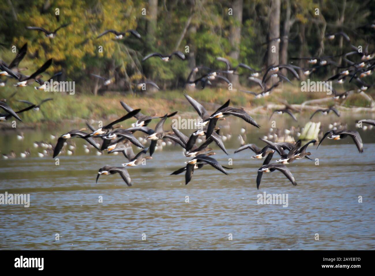 Wild geese gather at a large pond Stock Photo - Alamy