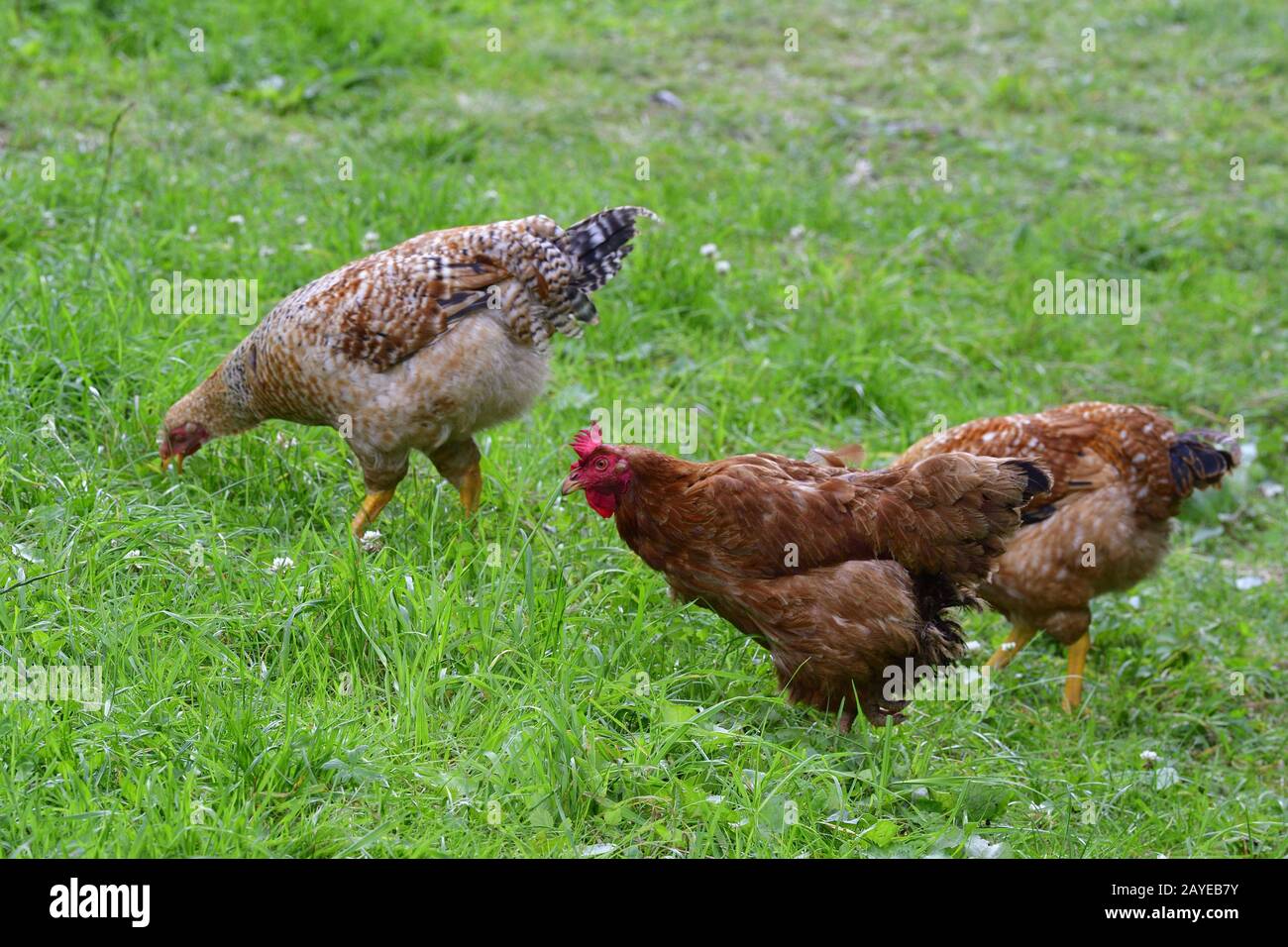 Free range chicken farm house field hi-res stock photography and images ...