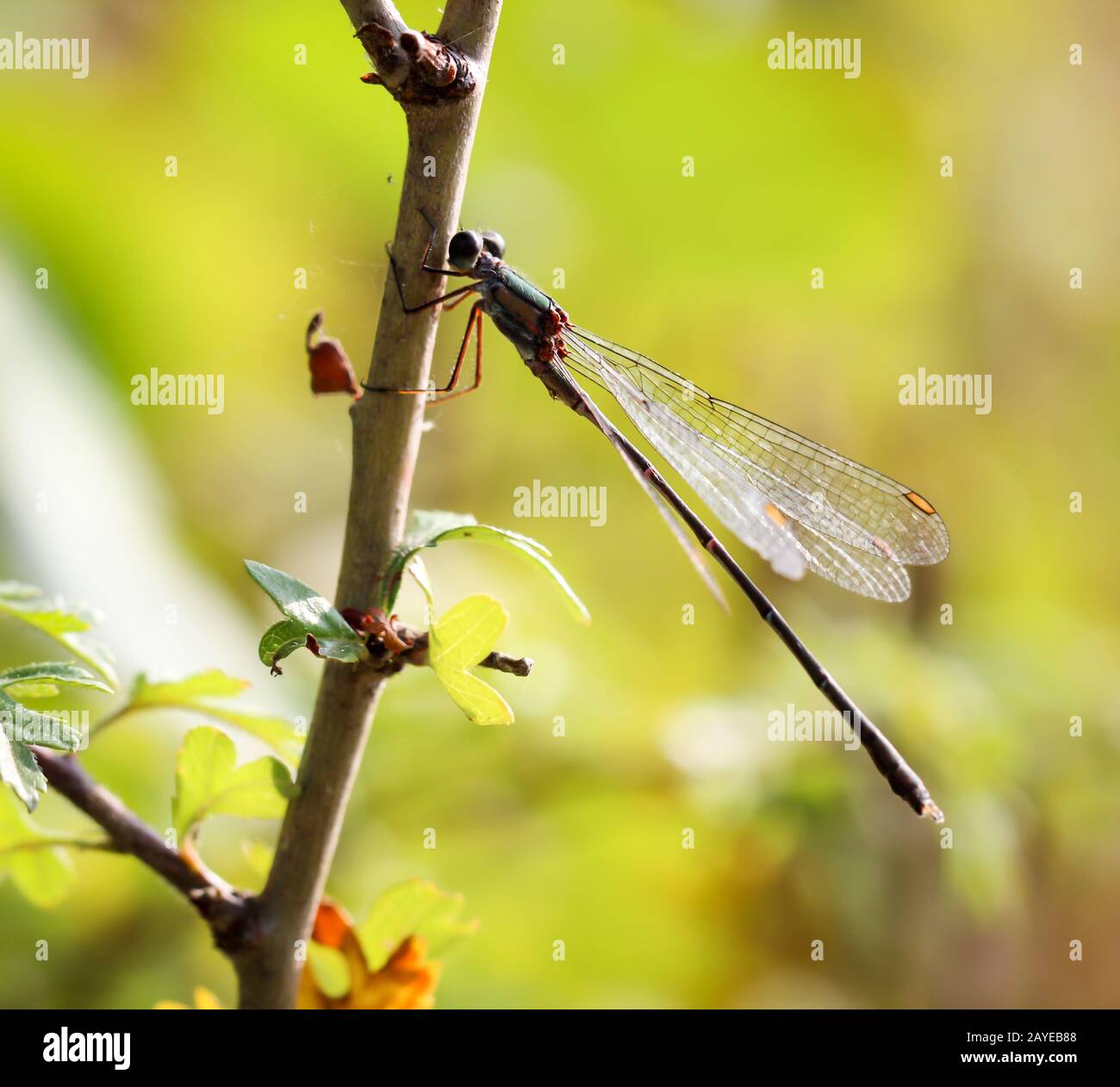 The portrait, a study of dragonflies in nature Stock Photo - Alamy