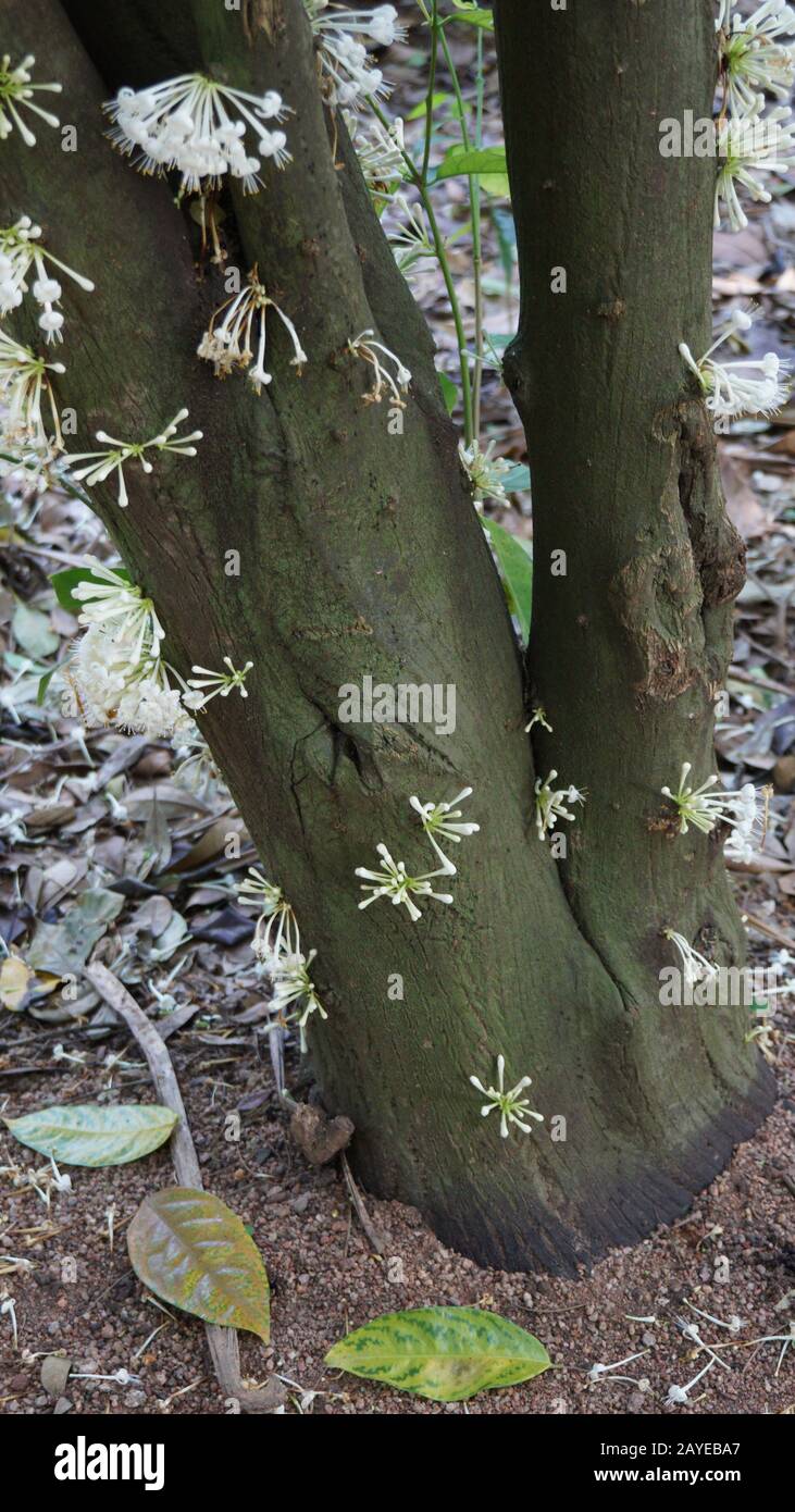Rare Scented Daphne (Phaleria clerodendron Thymelaeaceae) in full bloom ...