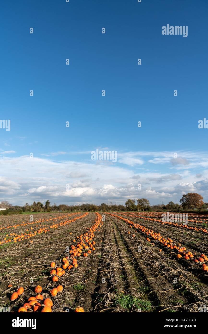 Pumpkin field in autumn Stock Photo - Alamy