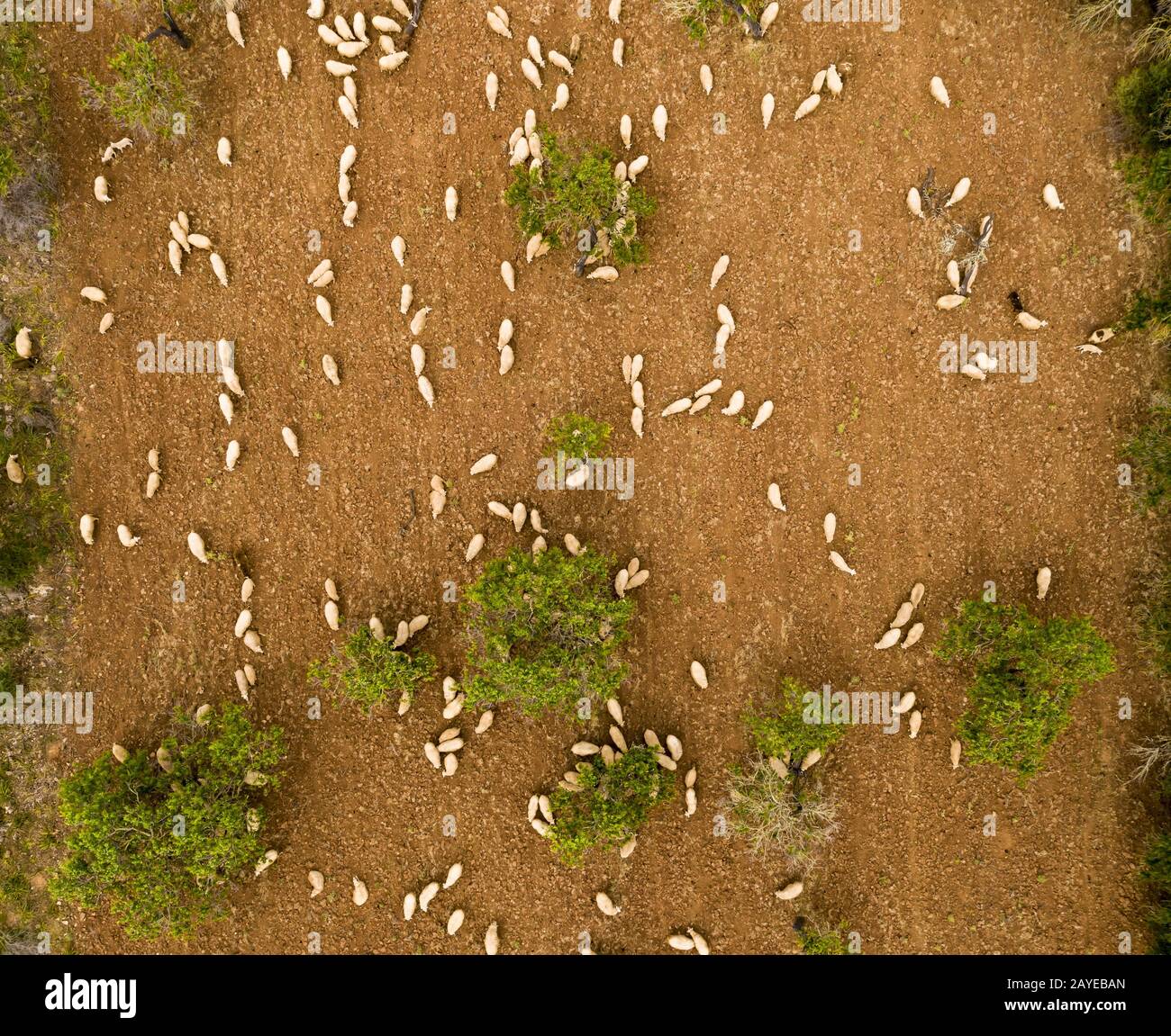Aerial view of flock of sheep hi-res stock photography and images - Alamy