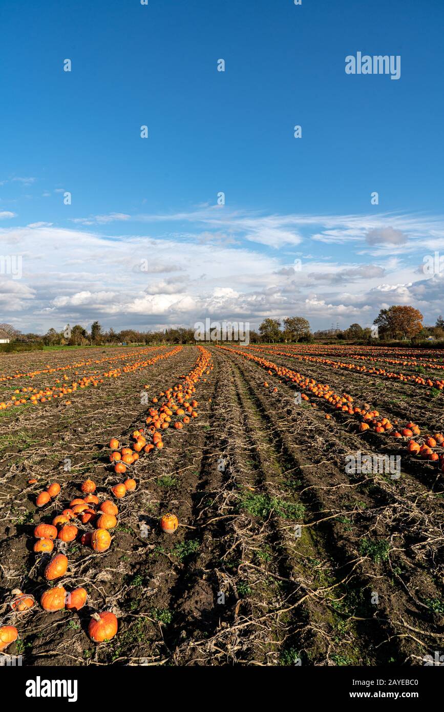 Pumpkin field in autumn Stock Photo - Alamy