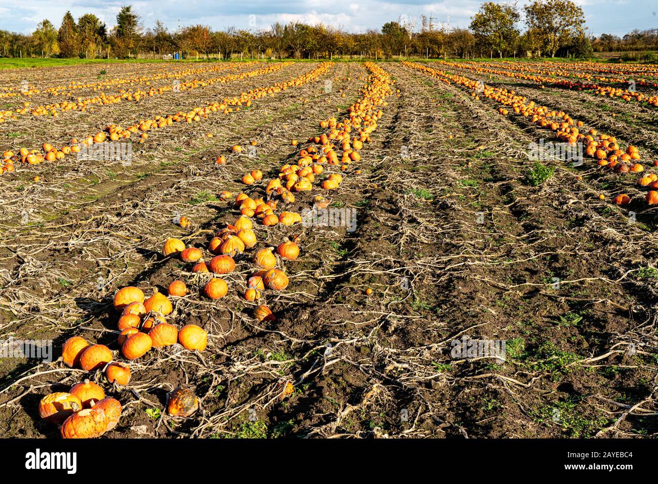Pumpkin field in autumn Stock Photo - Alamy