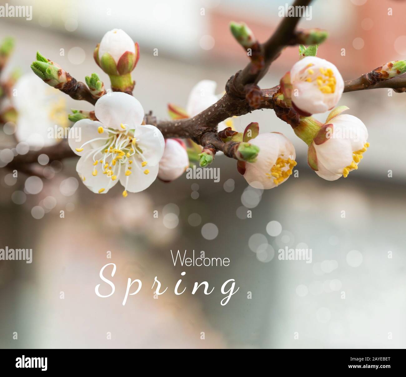 Welcome spring hi-res stock photography and images - Alamy
