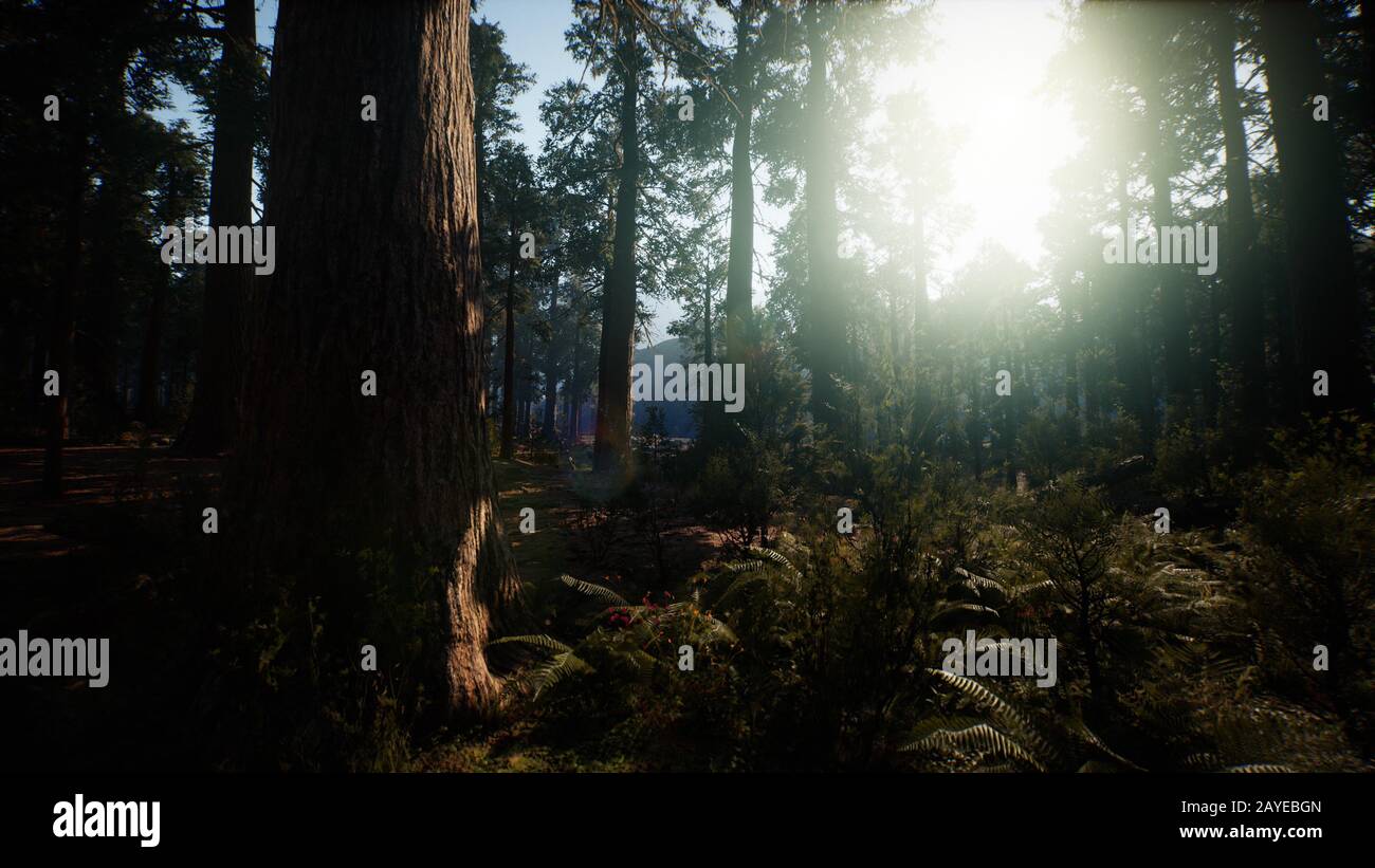 Sequoia National Park under the fog mist clouds Stock Photo - Alamy