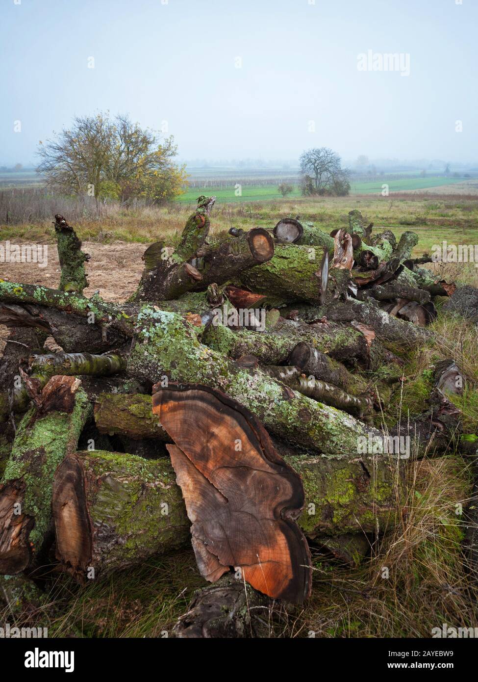 Cutted wood hi-res stock photography and images - Alamy