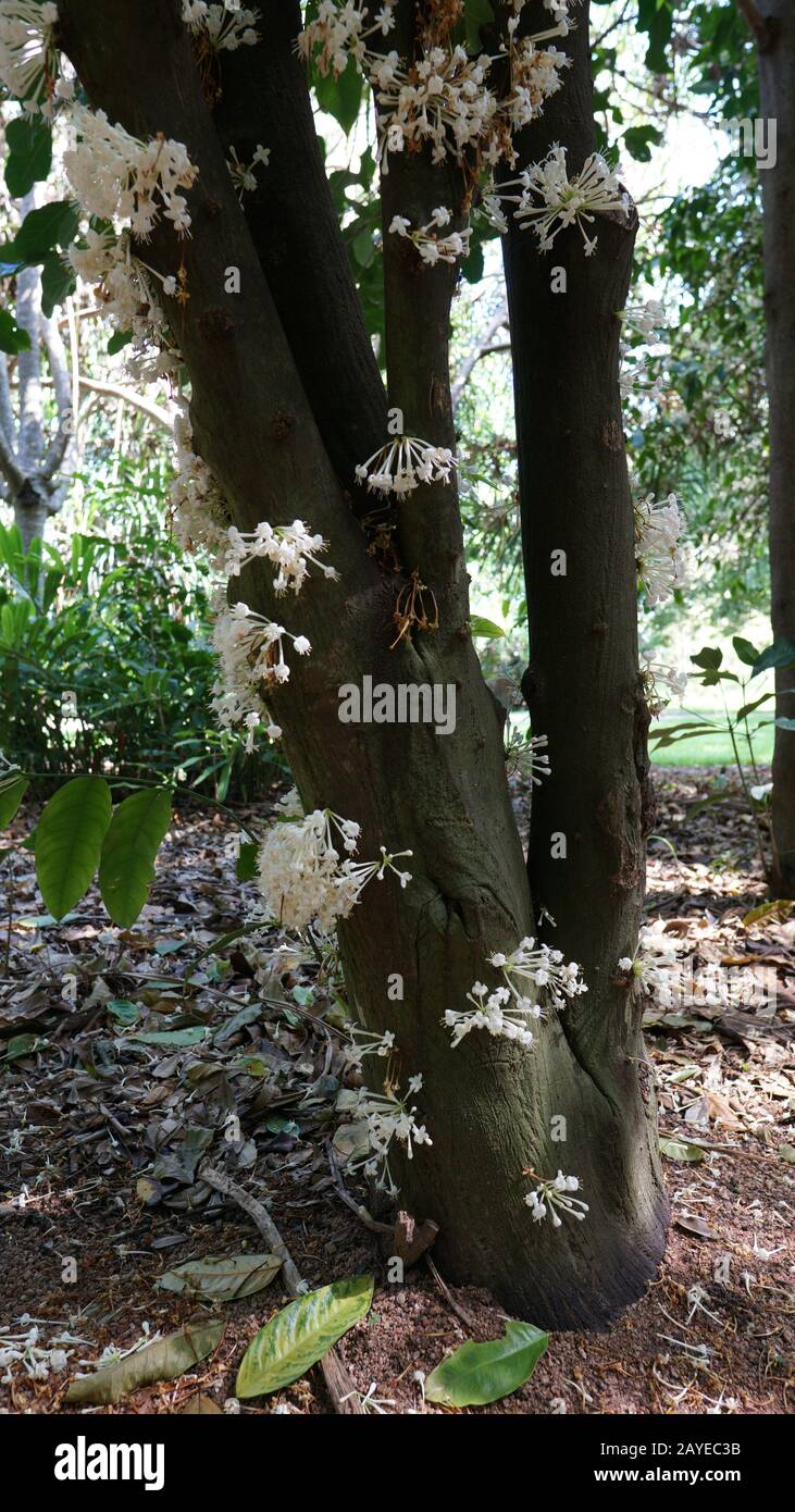 Rare Scented Daphne (Phaleria clerodendron Thymelaeaceae) in full bloom ...
