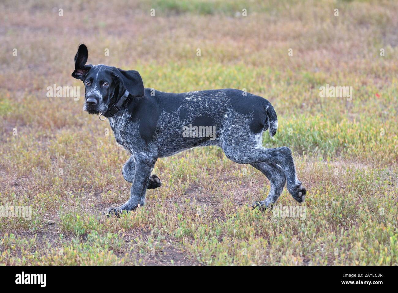 Hunting dog breed German Wirehaired pointer on the walk Stock Photo - Alamy