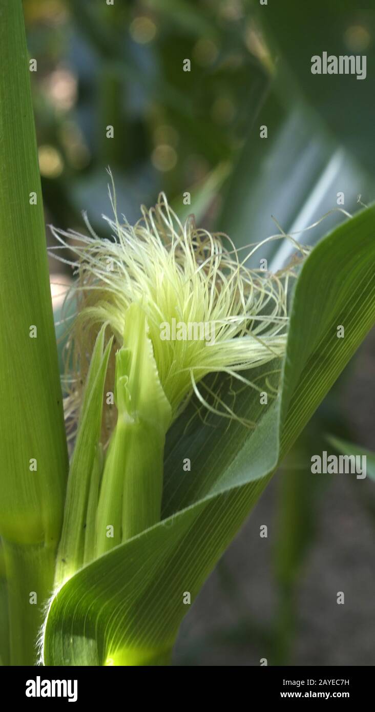 Maize flower, maize Stock Photo - Alamy