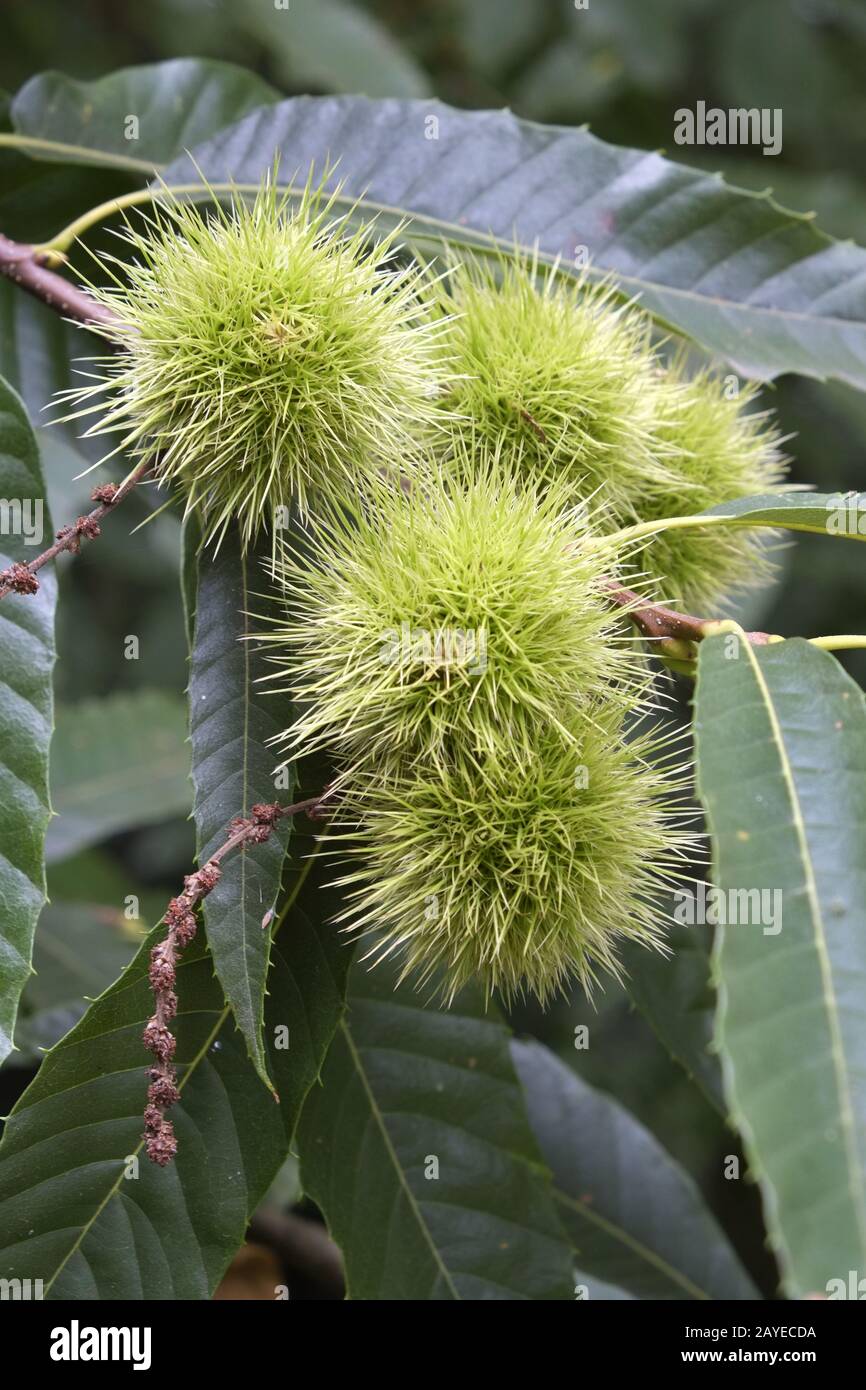 Chestnut, sweet chestnut Stock Photo - Alamy