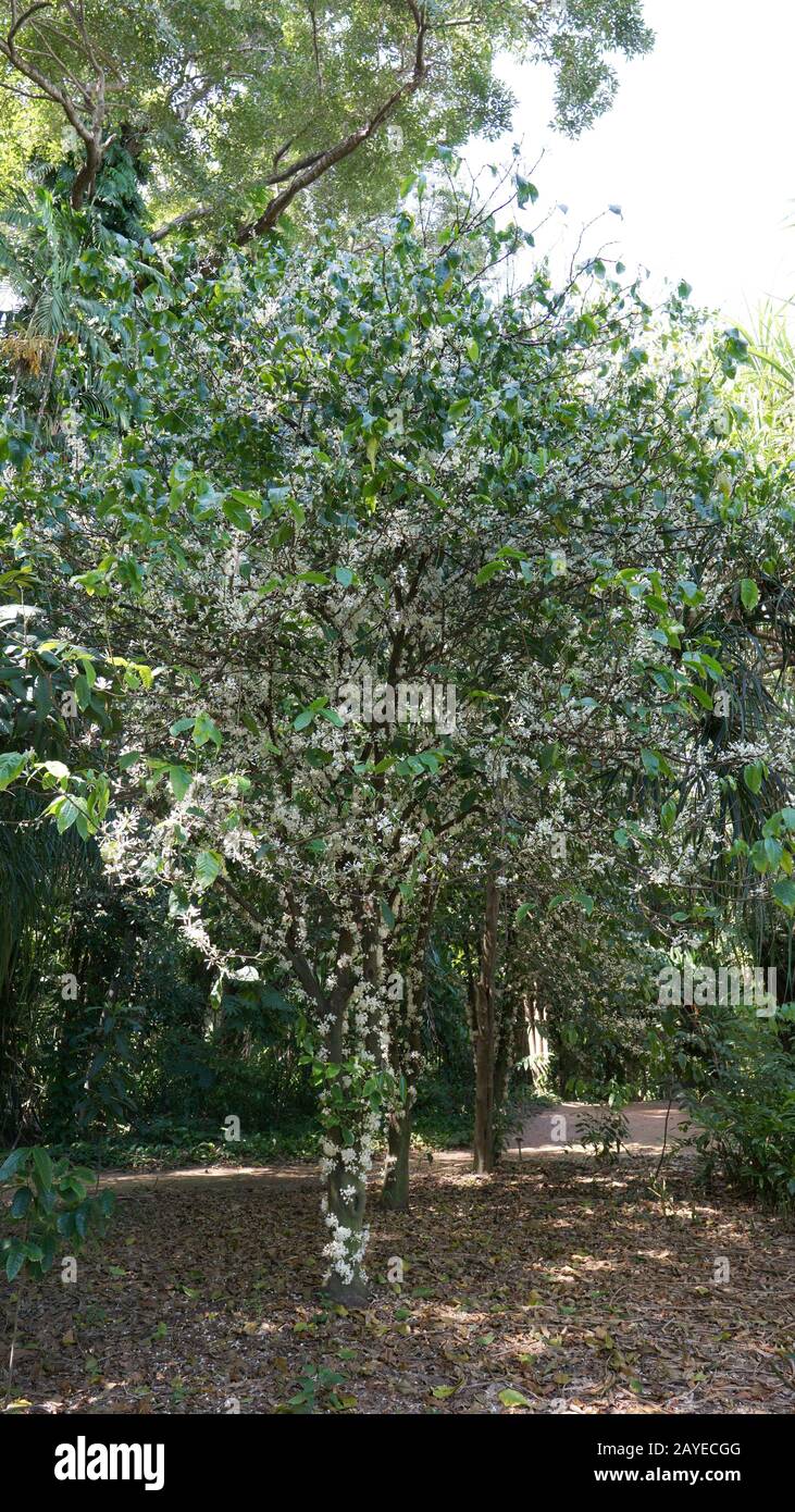 Rare Scented Daphne (Phaleria clerodendron Thymelaeaceae) in full bloom ...