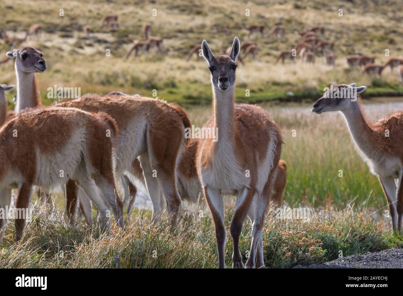 Guanaco patagonia sunrise hi-res stock photography and images - Alamy