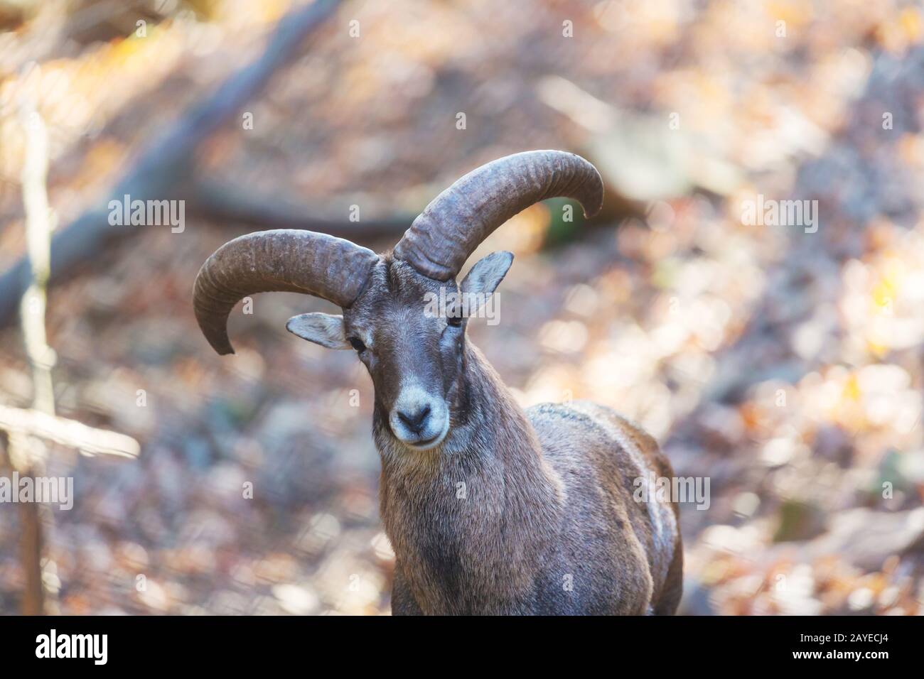 Moufflon in Cyprus Stock Photo - Alamy