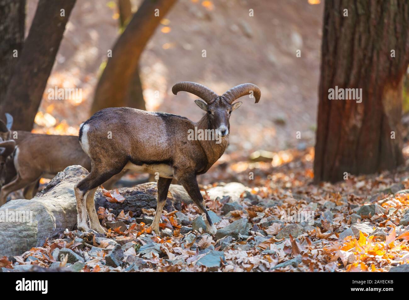 Cyprus mouflon hi-res stock photography and images - Alamy