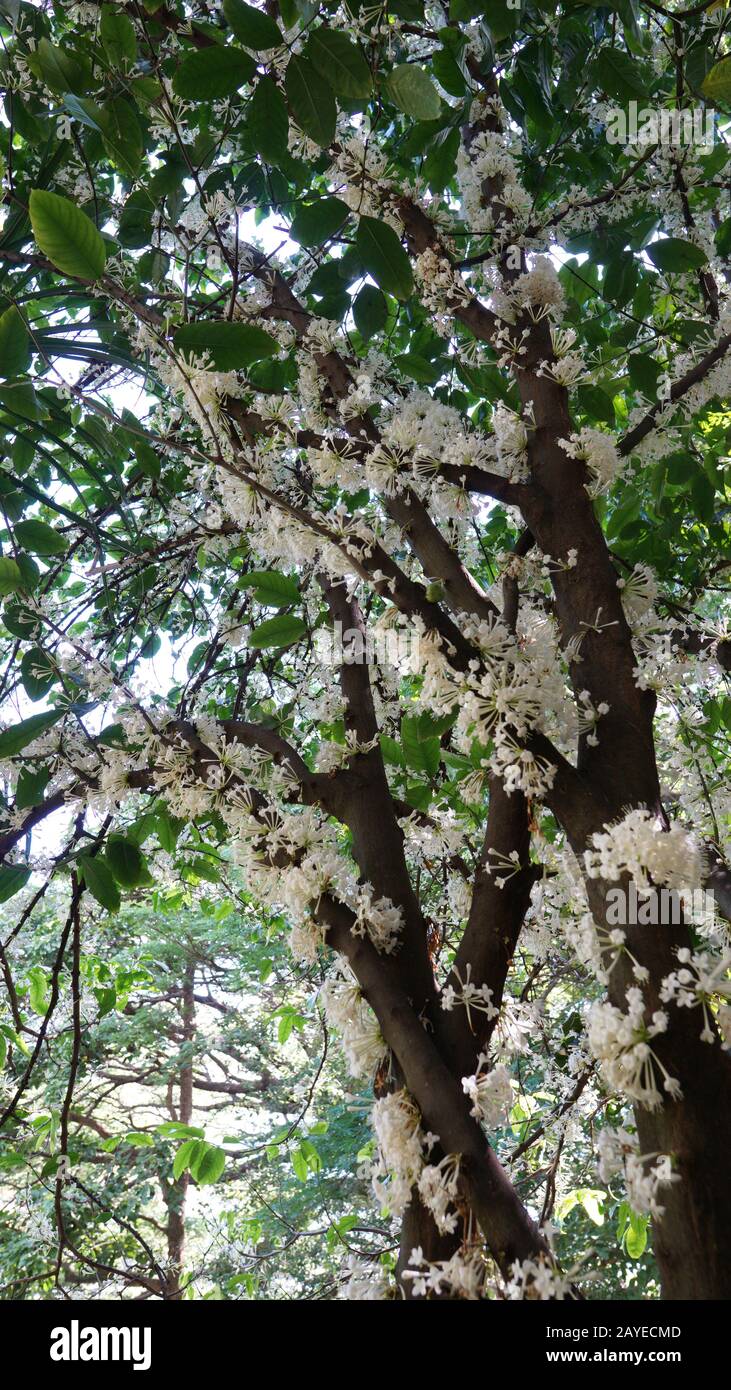 Rare Scented Daphne (Phaleria clerodendron Thymelaeaceae) in full bloom ...