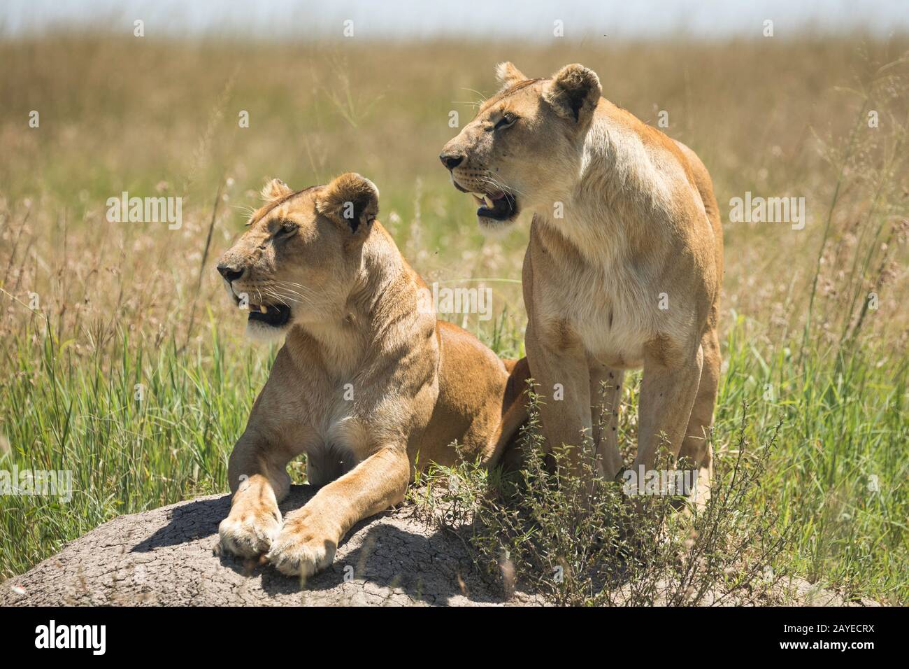 On the lookout Stock Photo - Alamy