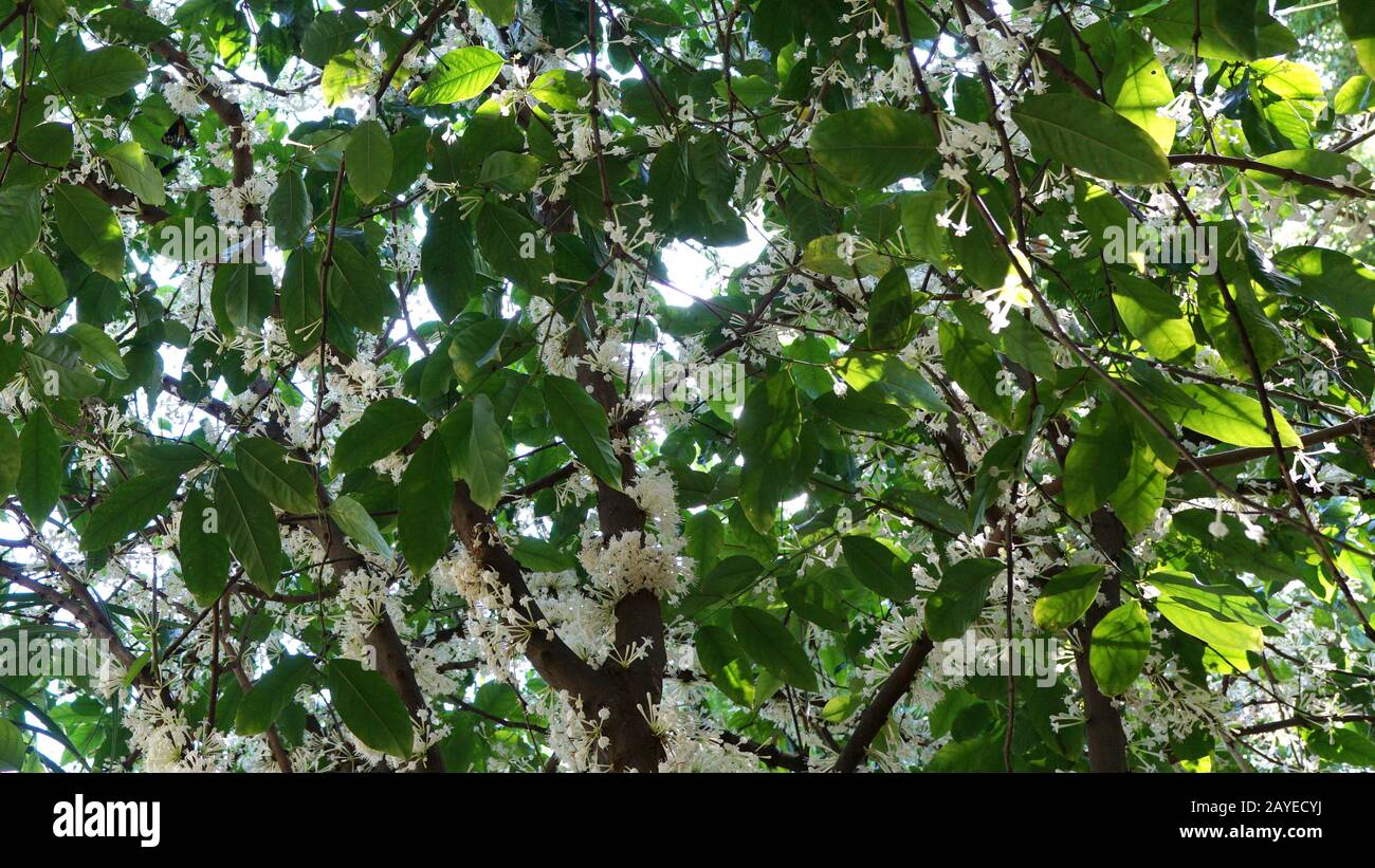 Rare Scented Daphne (Phaleria clerodendron Thymelaeaceae) in full bloom ...