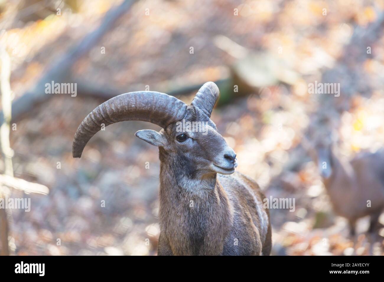 Moufflon in Cyprus Stock Photo - Alamy