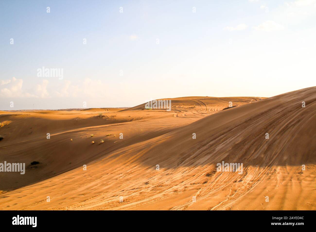 Desert shrubs hi-res stock photography and images - Alamy