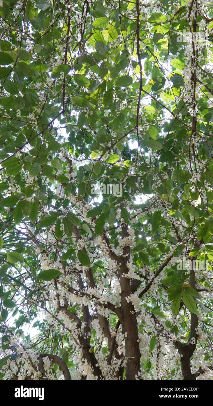 Rare Scented Daphne (Phaleria clerodendron Thymelaeaceae) in full bloom ...