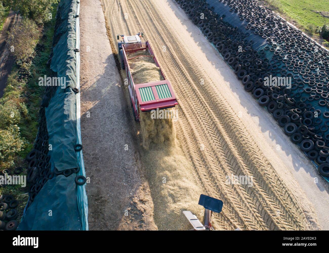 Corn crop, corn silage pile with tractor stuck Stock Photo - Alamy