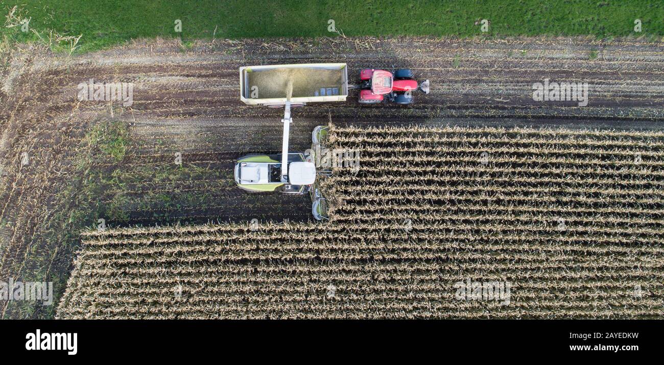 Corn harvest, corn forage harvester in action, harvest truck with ...