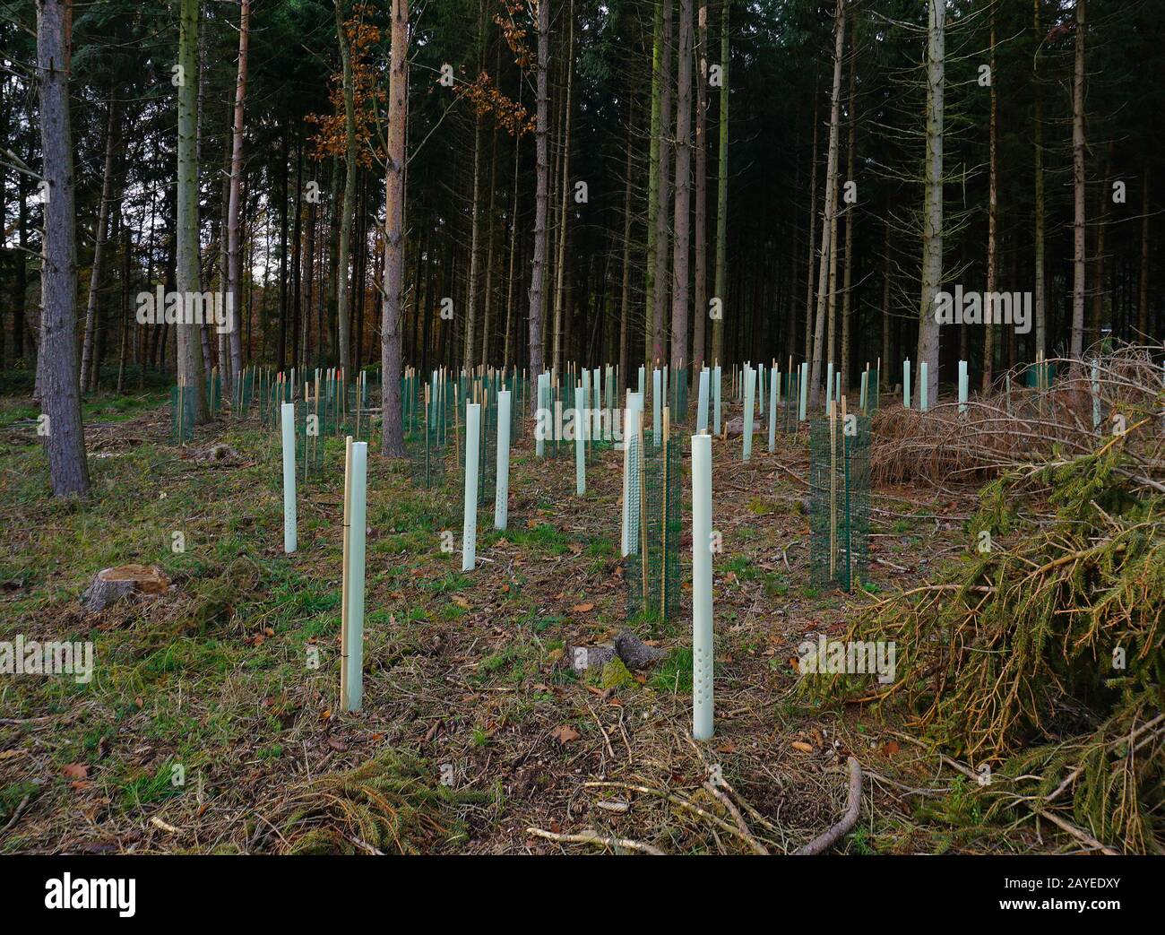 Spruce reforestation hi-res stock photography and images - Alamy