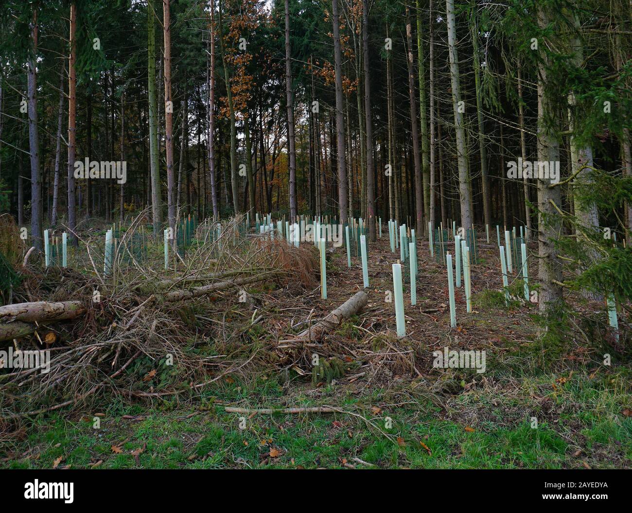 Forestation hi-res stock photography and images - Alamy