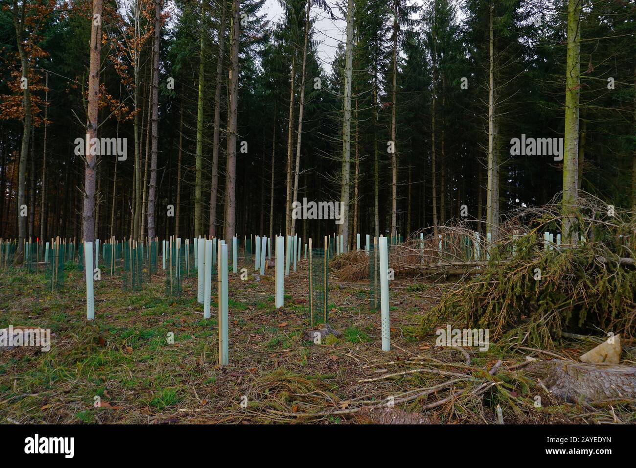 Reforestation hi-res stock photography and images - Alamy