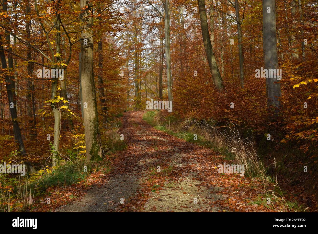 Romantic forest path hi-res stock photography and images - Alamy