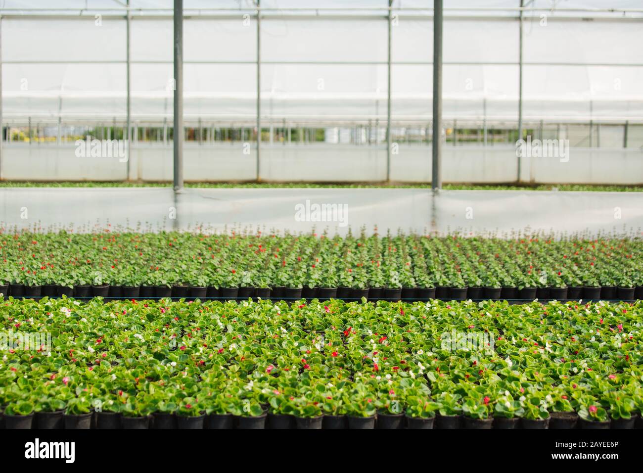 Greenhouses for growing flowers. Floriculture industry Stock Photo - Alamy
