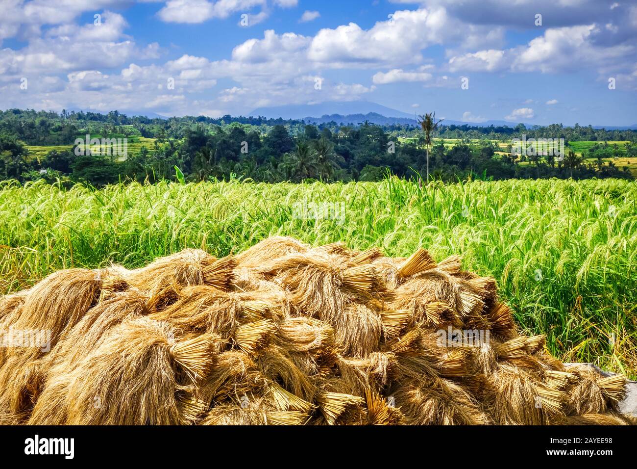 Rice Drying High Resolution Stock Photography and Images - Alamy