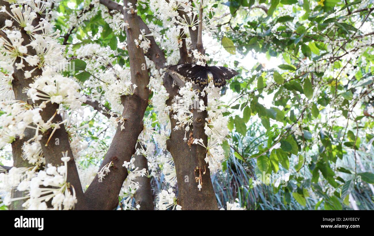 Rare Scented Daphne (Phaleria clerodendron Thymelaeaceae) in full bloom ...