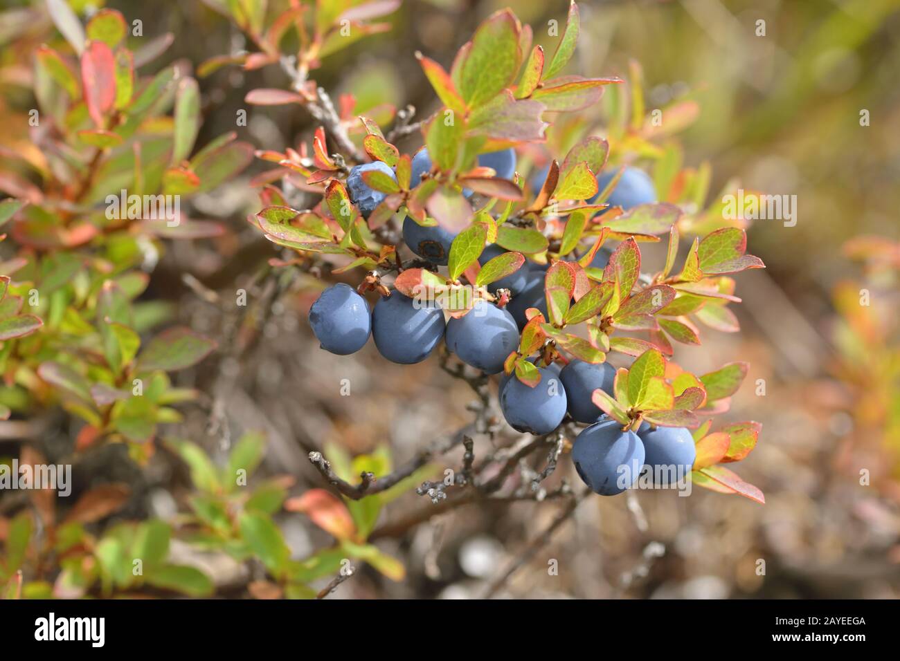 Bog blueberry shrub hi-res stock photography and images - Alamy