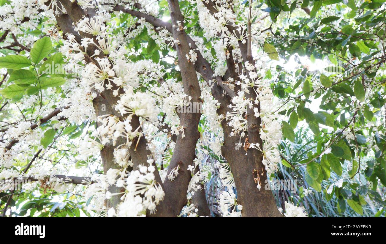 Rare Scented Daphne (Phaleria clerodendron Thymelaeaceae) in full bloom ...