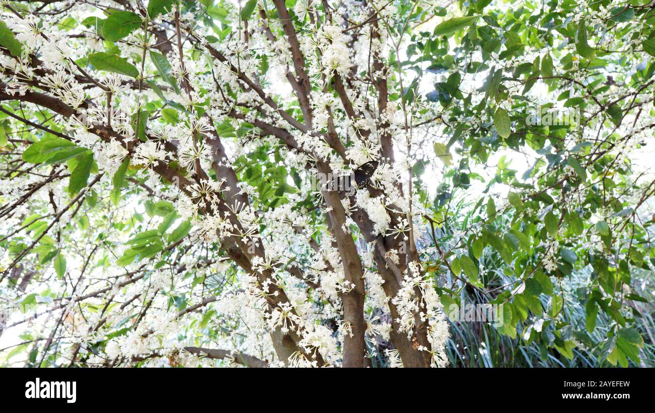 Rare Scented Daphne (Phaleria clerodendron Thymelaeaceae) in full bloom ...