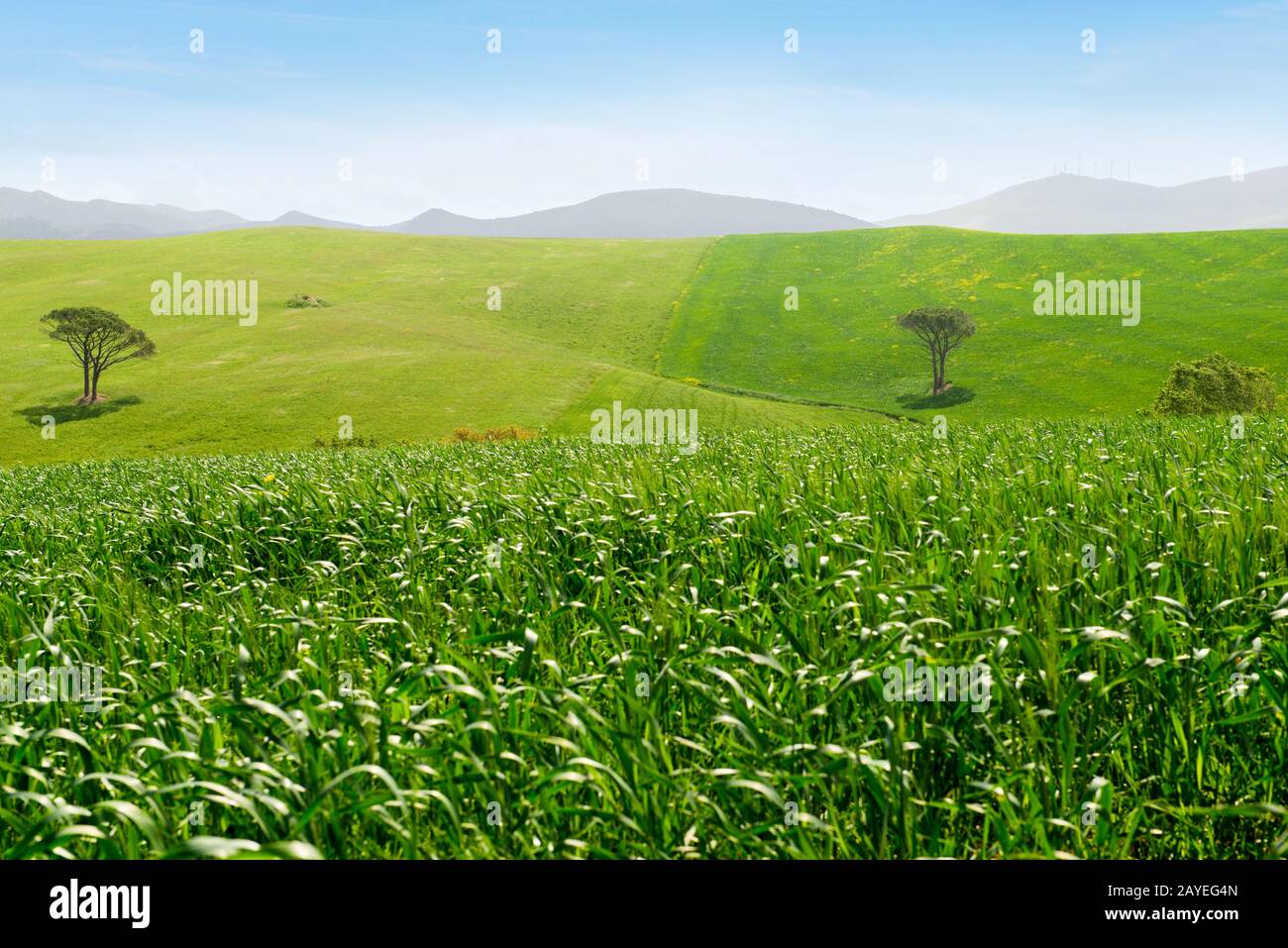 Spring tree landscape hi-res stock photography and images - Alamy