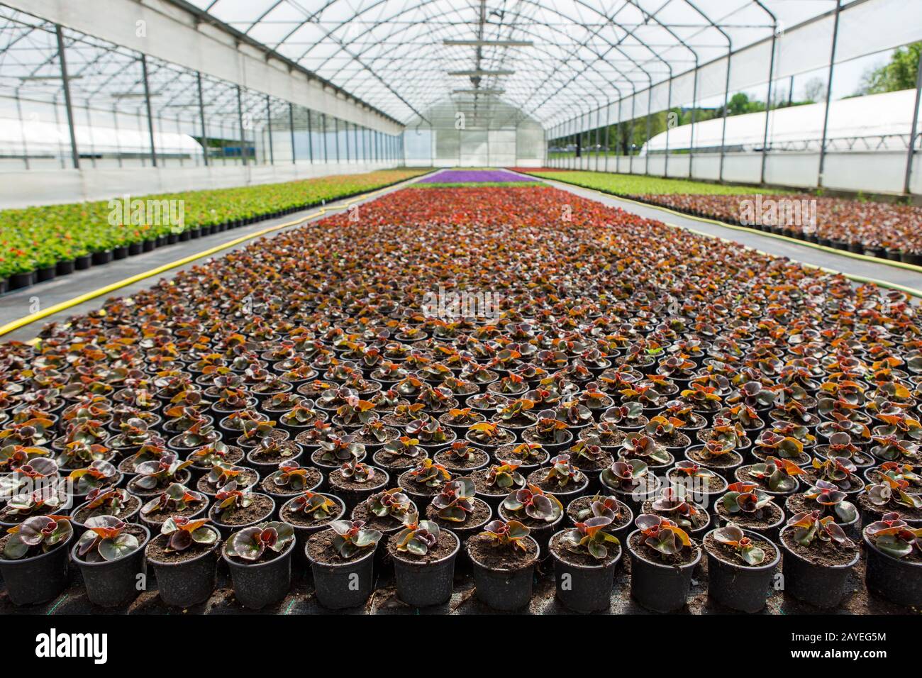 Smart agriculture netherlands hi-res stock photography and images - Alamy