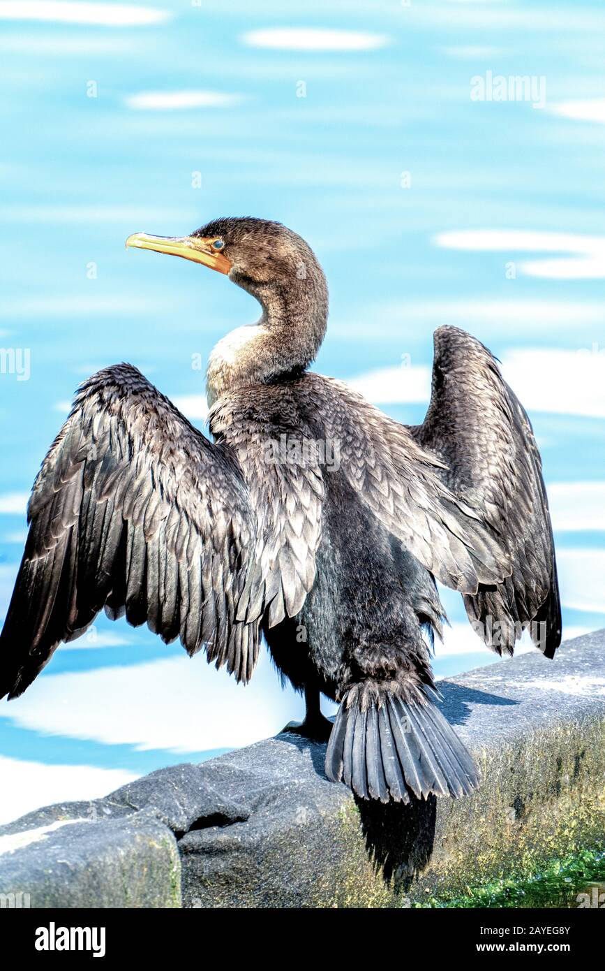 Double-crested cormorant drying it's wings Stock Photo - Alamy