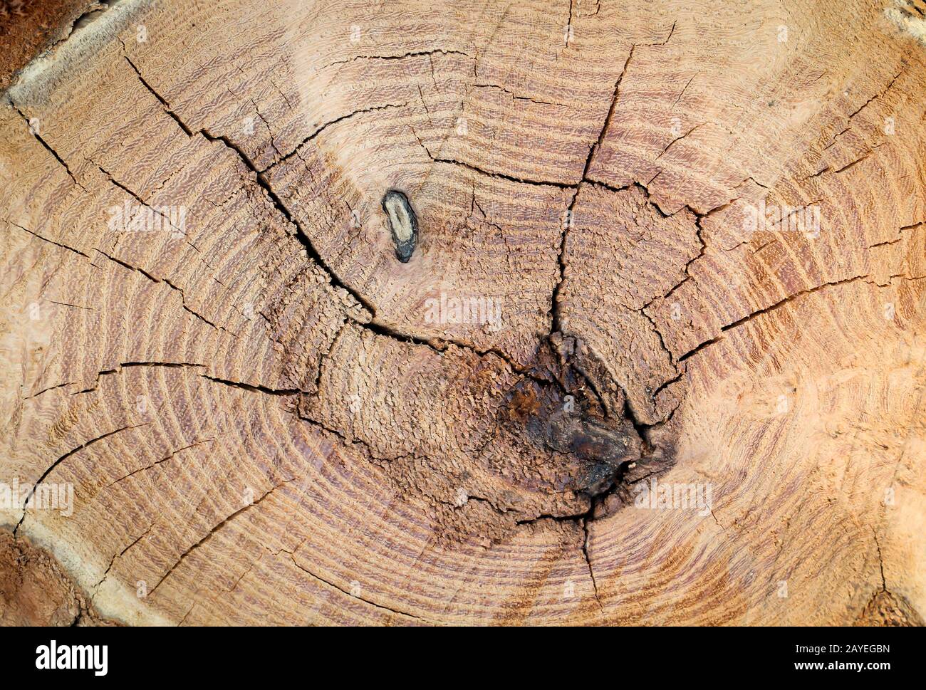 Cross section of a tree trunk, texture with annual rings of a tree ...