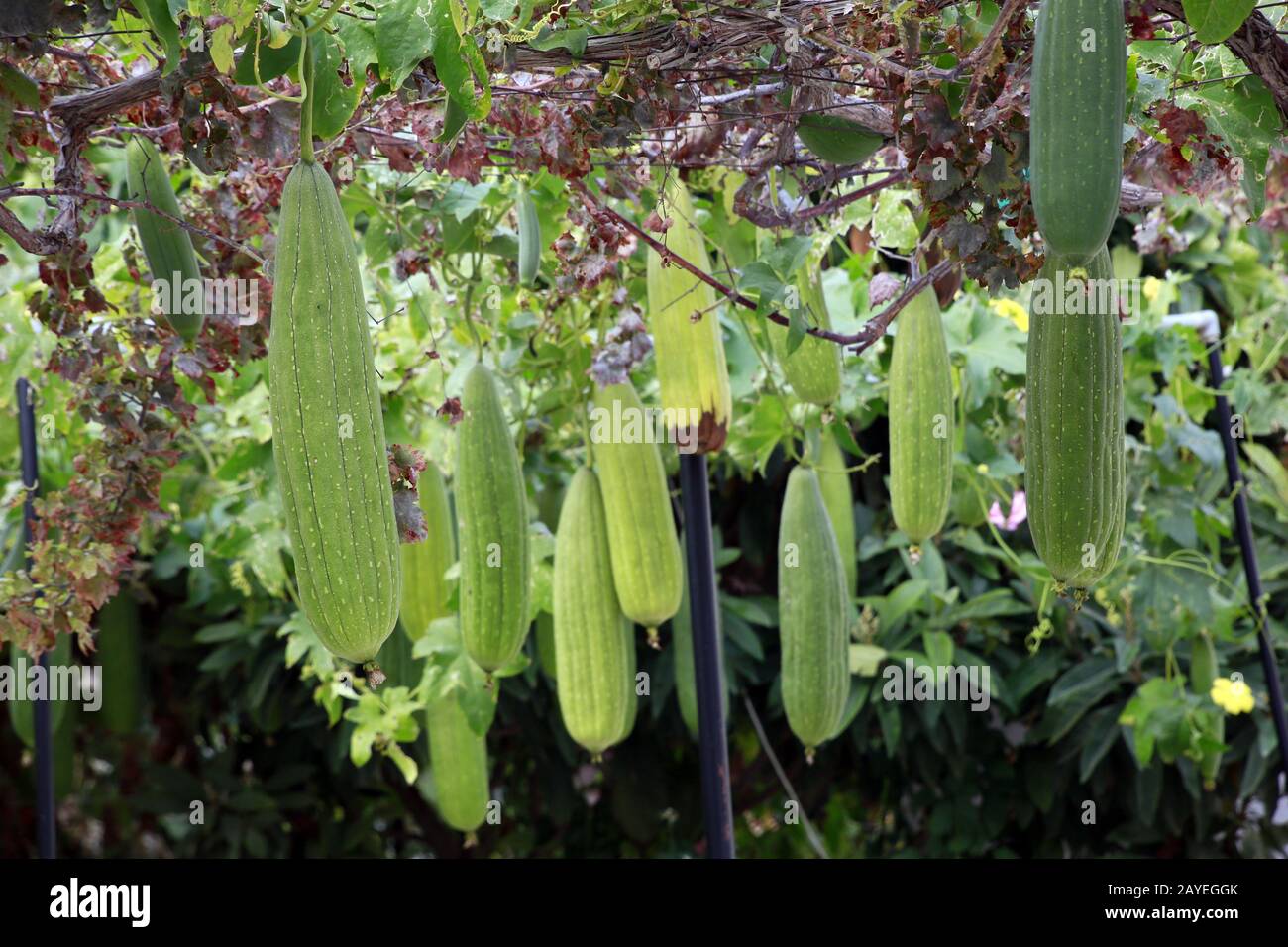 sponge gourd,Egyptian cucumber or Vietnamese luffa (Luffa aegyptiaca ...