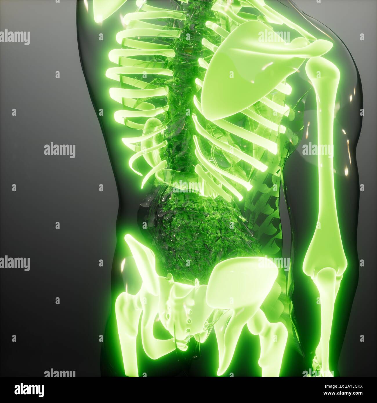 Transparent Human Body with Visible Bones Stock Photo - Alamy