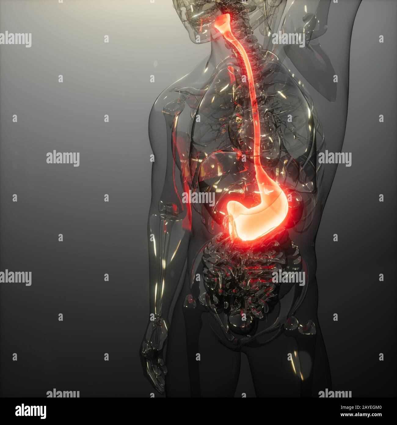 Human Stomach Radiology Exam Stock Photo - Alamy