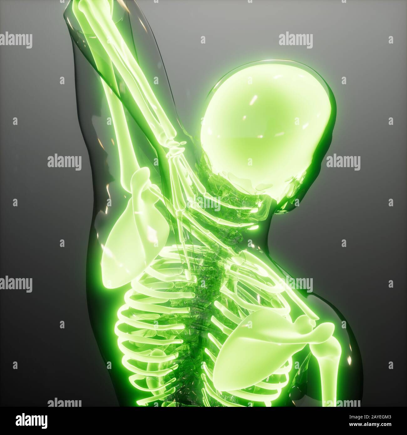 Transparent Human Body with Visible Bones Stock Photo - Alamy