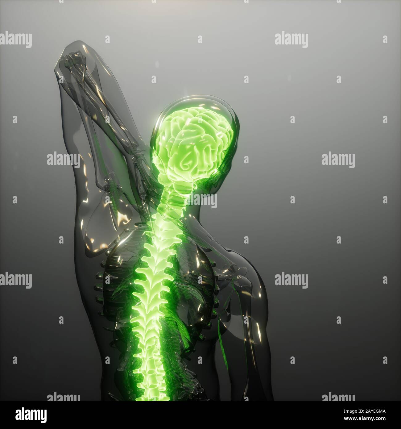 Human Brain Radiology Exam Stock Photo - Alamy