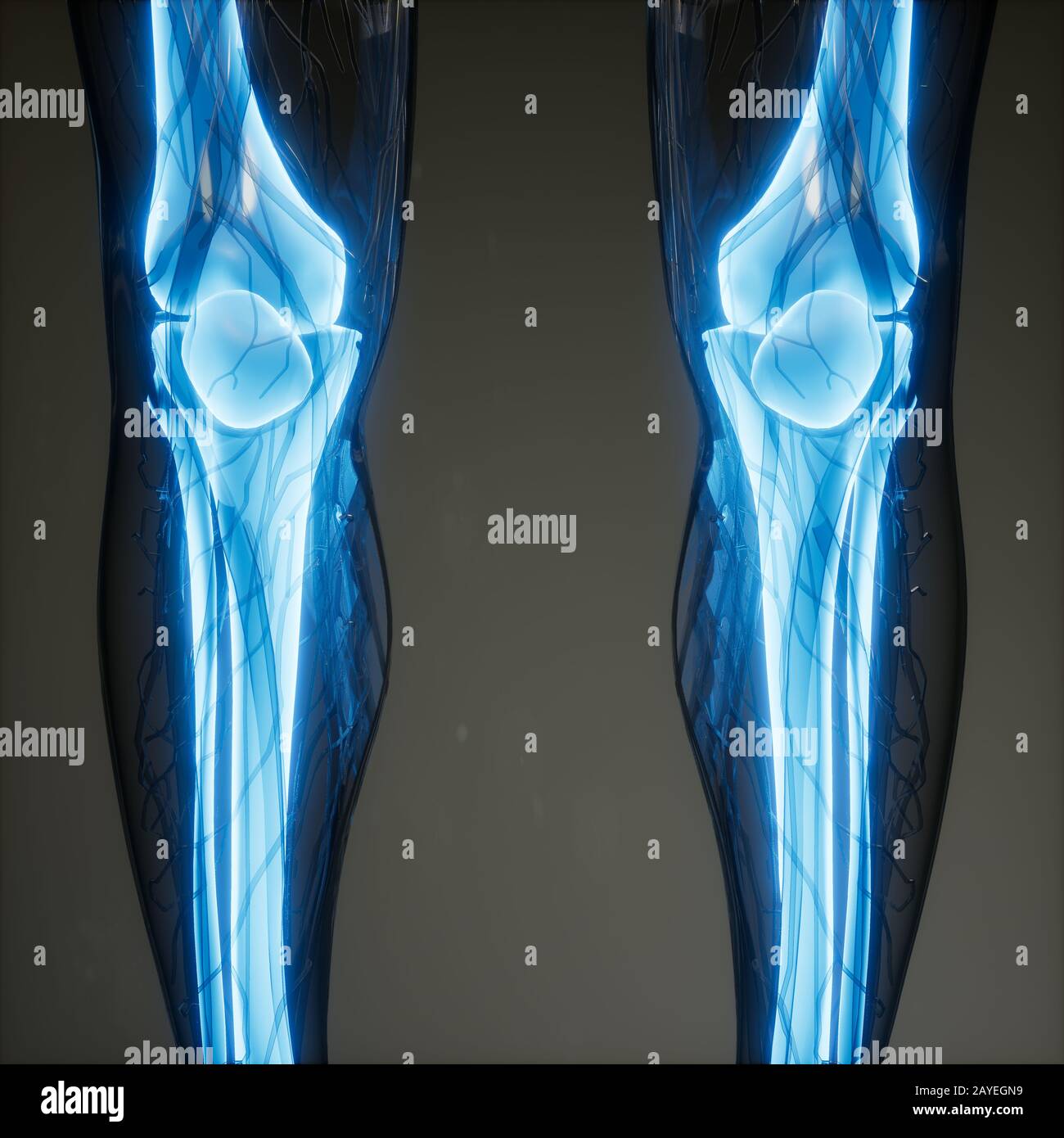 Transparent Human Body with Visible Bones Stock Photo - Alamy