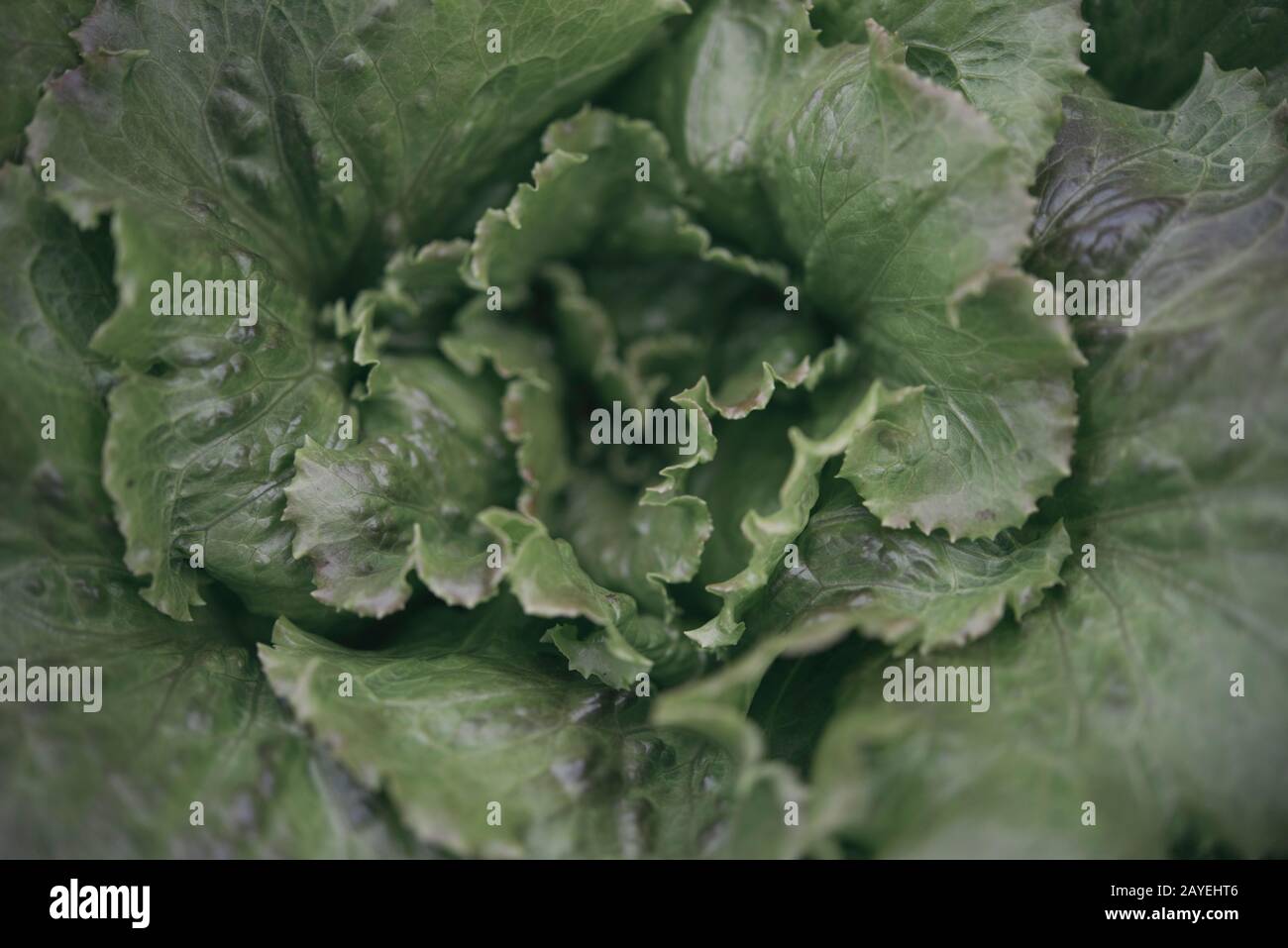 Lettuce field with young plants hi-res stock photography and images - Alamy